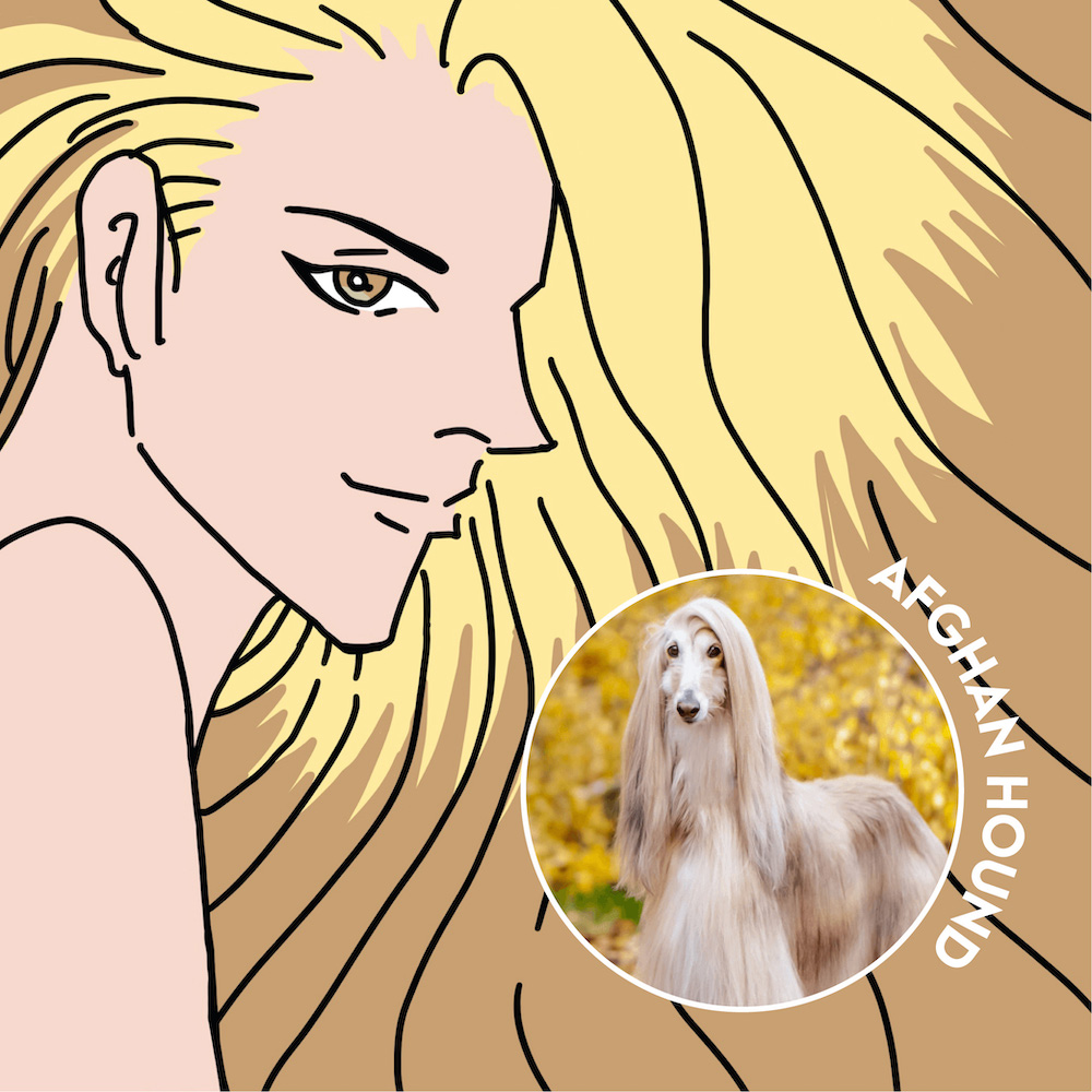 あなたは「アフガン ハウンド」タイプ｜あなたを「犬」にたとえると？性格でわかる【犬診断】 | GENXY